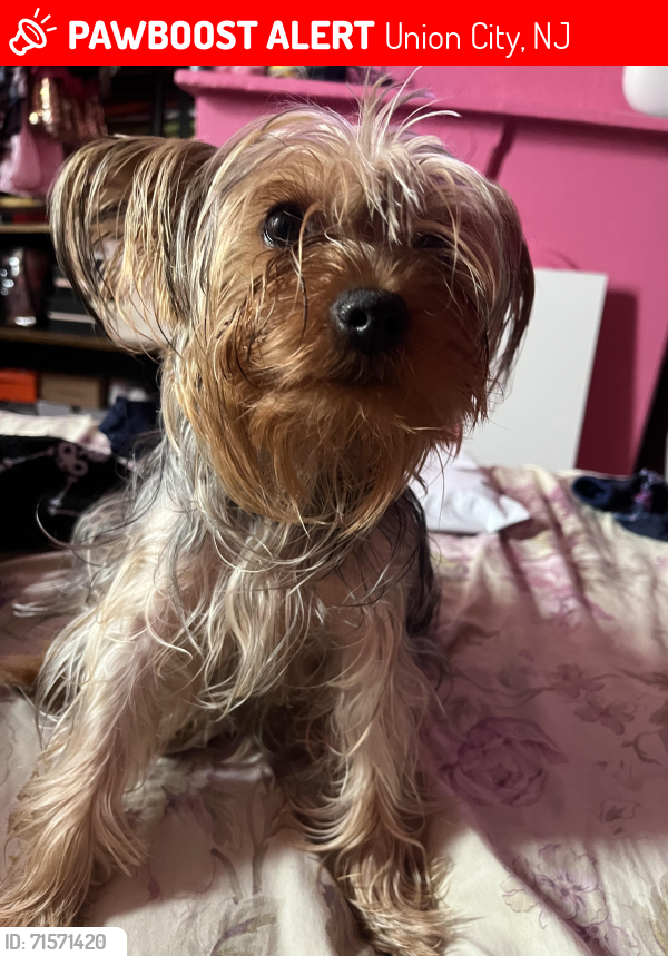 Union City, NJ Lost Female Dog, Mimi Is Missing | PawBoost
