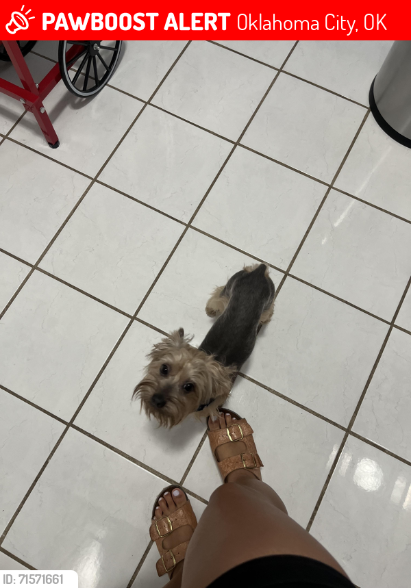 Oklahoma City, OK Lost Male Dog, Chewbacca Is Missing | PawBoost