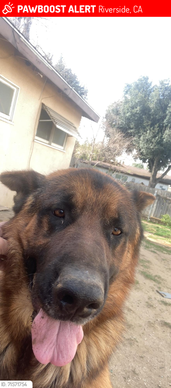 Riverside, CA Lost Male Dog, Max Is Missing | PawBoost