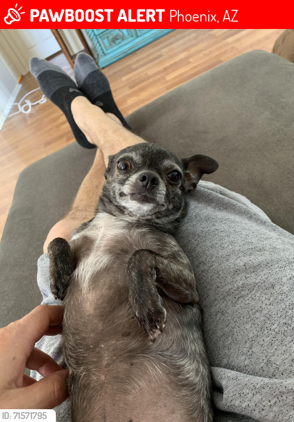 Phoenix, AZ Lost Female Dog, Ollie Is Missing | PawBoost