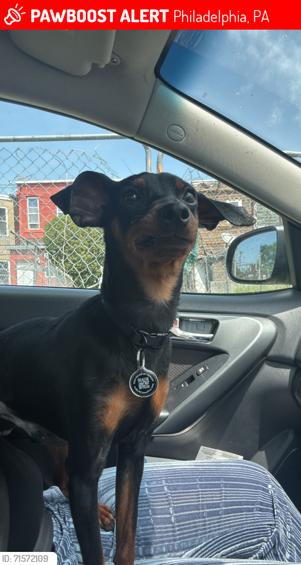 Philadelphia, PA Lost Male Dog, Papi Is Missing | PawBoost