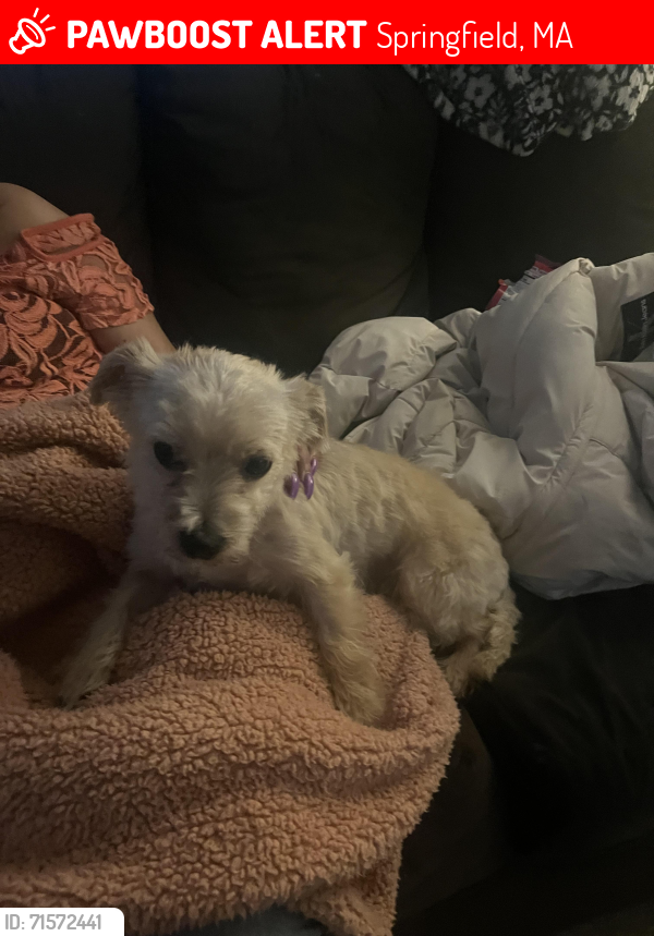 Springfield, MA Lost Male Dog, Cookie Is Missing | PawBoost