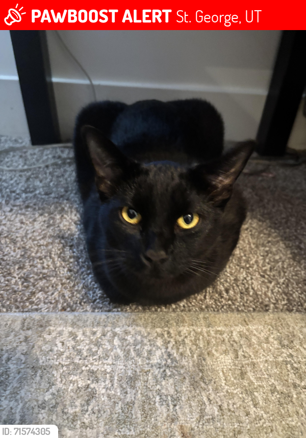 St. George, UT Lost Male Cat, Koda/baby Is Missing | PawBoost