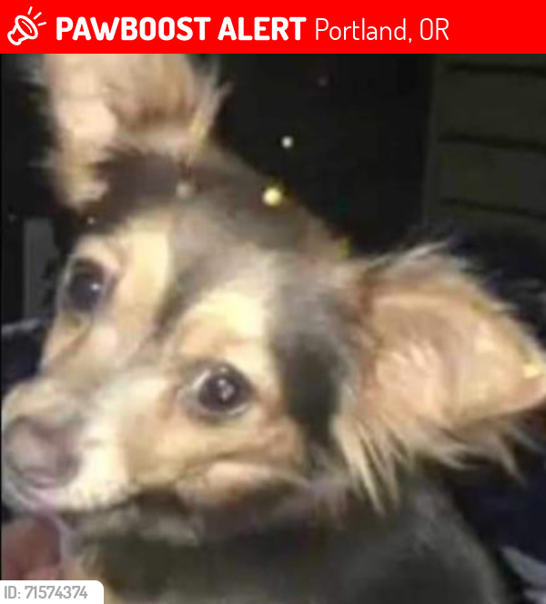 Portland, OR Lost Female Dog, Dixie Is Missing | PawBoost