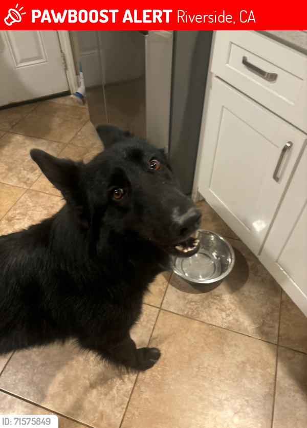 Riverside, CA Lost Female Dog, Kaliman Is Missing | PawBoost
