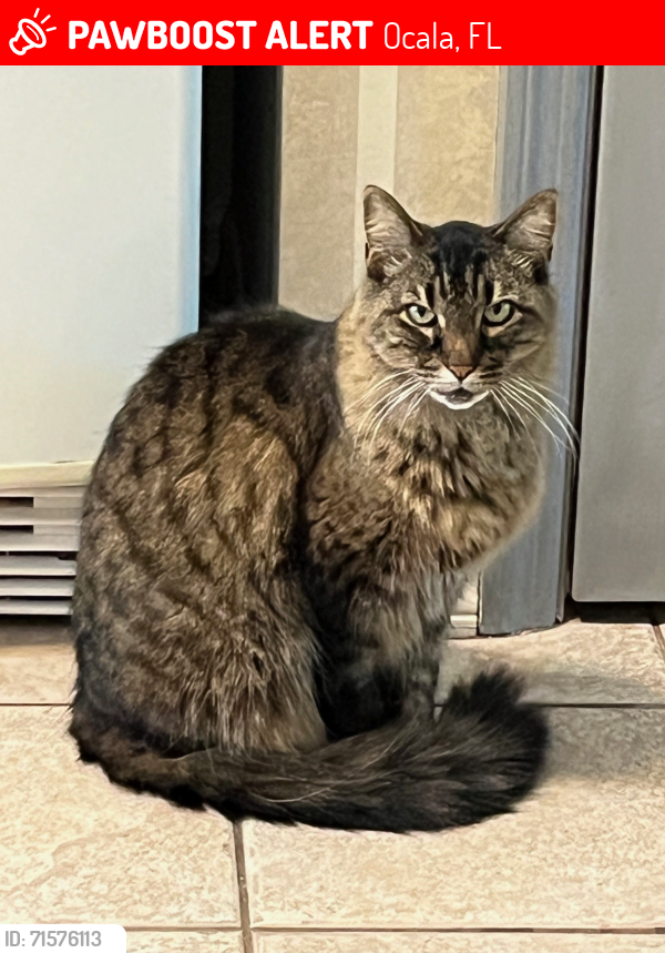 Ocala, FL Lost Male Cat, Oreo Is Missing | PawBoost