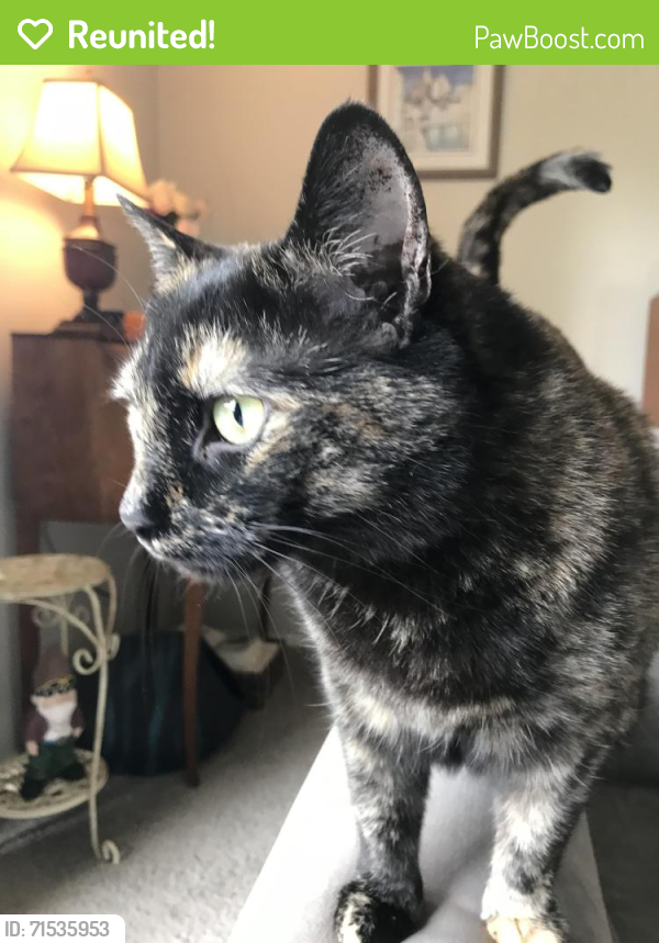 Reunited Female Cat in Glen Gardner, NJ 08826 (ID: 71535953) | PawBoost