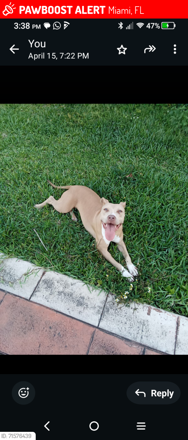 Miami, FL Lost Male Dog, Camilla Is Missing | PawBoost
