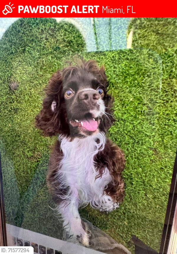 Miami, FL Lost Male Dog, Max Is Missing | PawBoost