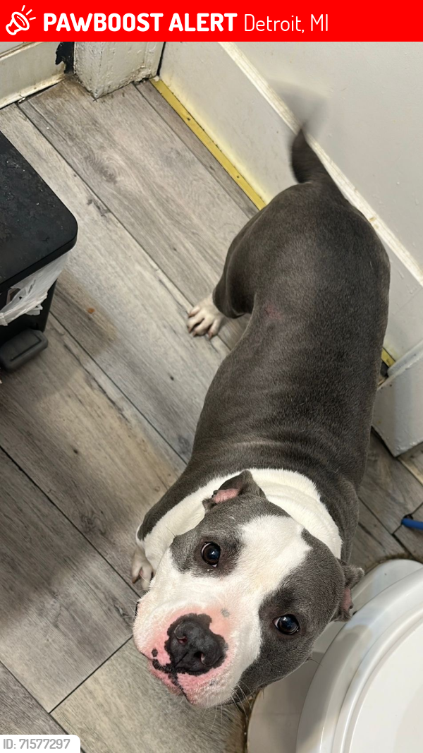 Detroit, MI Lost Female Dog, Roky Is Missing | PawBoost