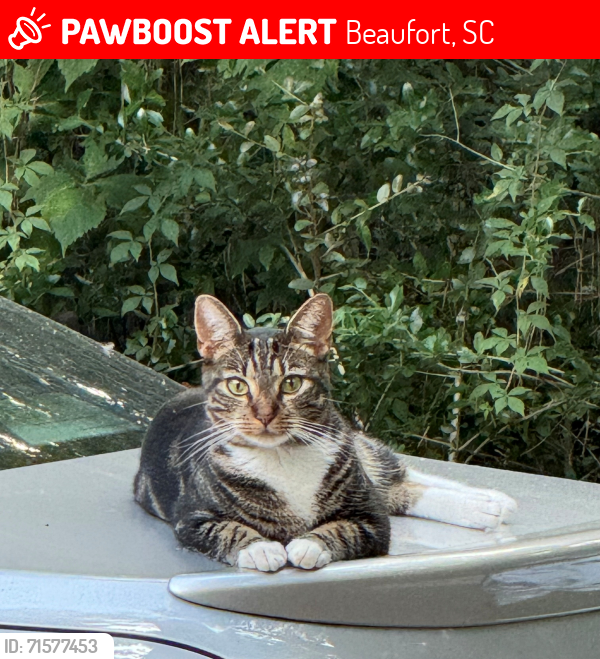 Beaufort, SC Lost Female Cat, Lilly Is Missing | PawBoost
