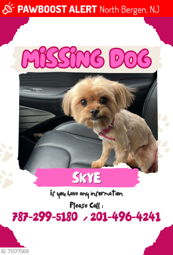 North Bergen, NJ Lost Female Dog, Skye Is Missing | PawBoost