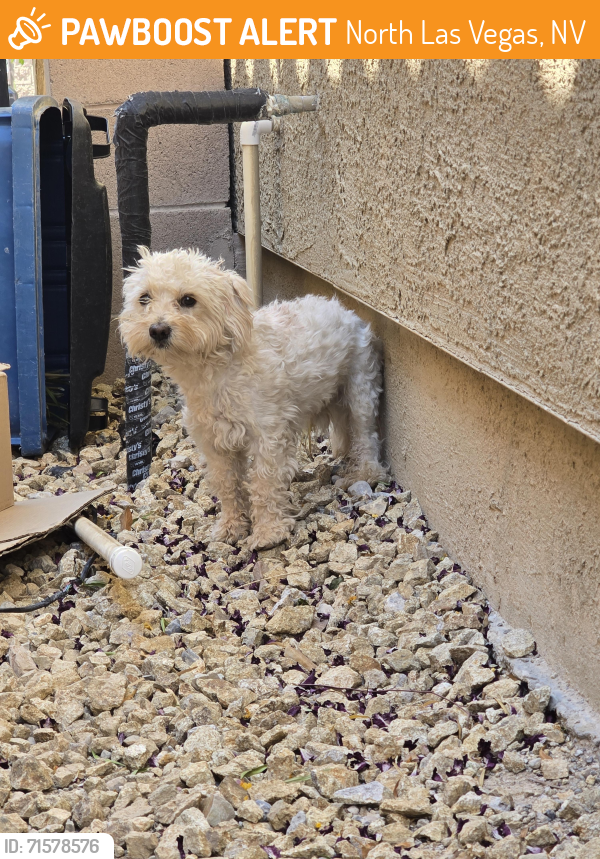 North Las Vegas, NV Stray Male Dog Found Near Alexander and Gowan ...