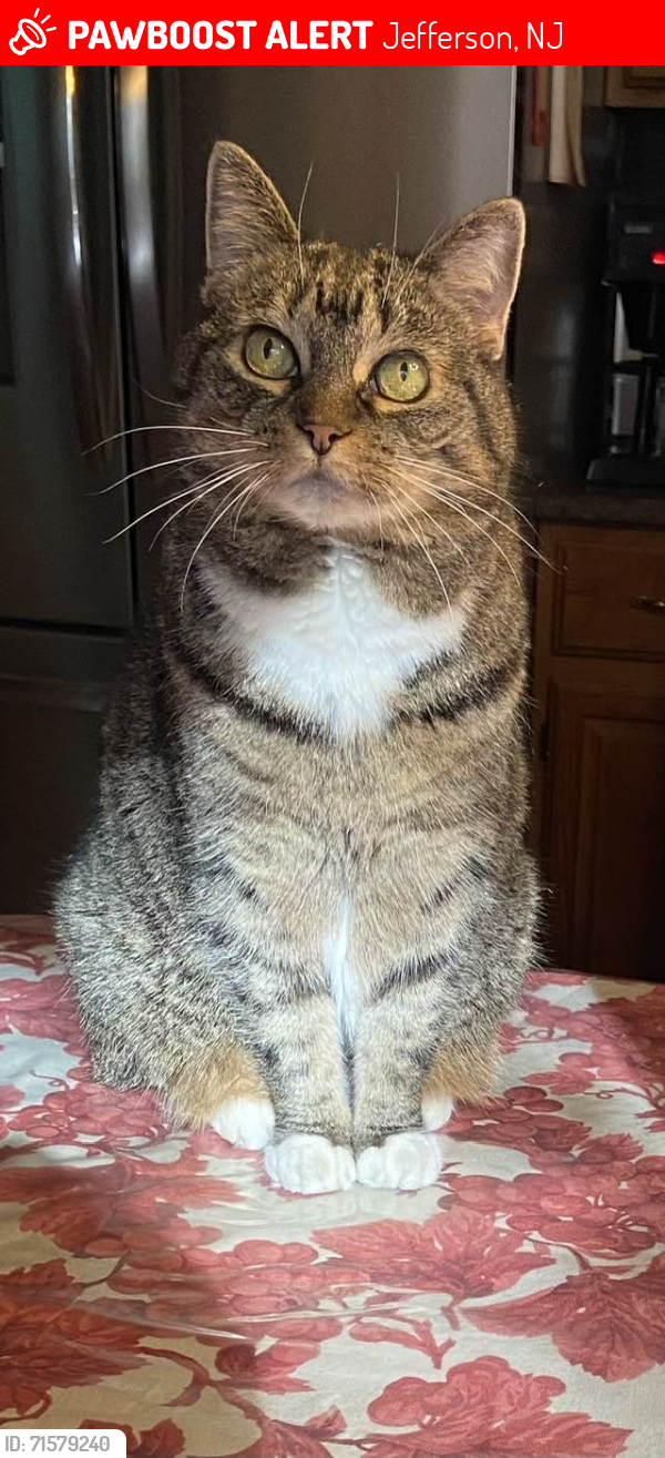 Jefferson, NJ Lost Female Cat, Mishu Is Missing | PawBoost