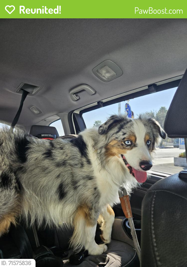 Reunited Male Dog in Azusa, CA 91702 (ID: 71575836) | PawBoost