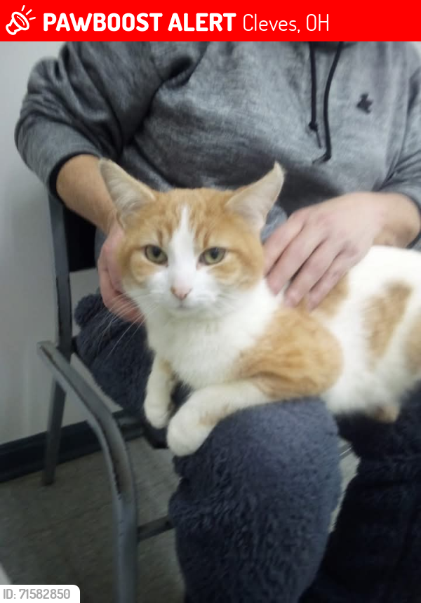 Cleves, OH Lost Male Cat, Tyson Is Missing | PawBoost
