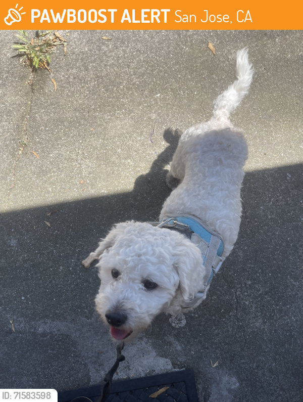 San Jose, CA Stray Male Dog Found Near Miami Dr and June Ave | PawBoost