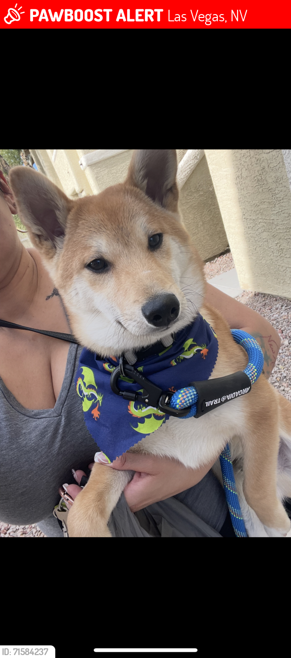 Las Vegas, NV Lost Male Dog, Max Is Missing | PawBoost