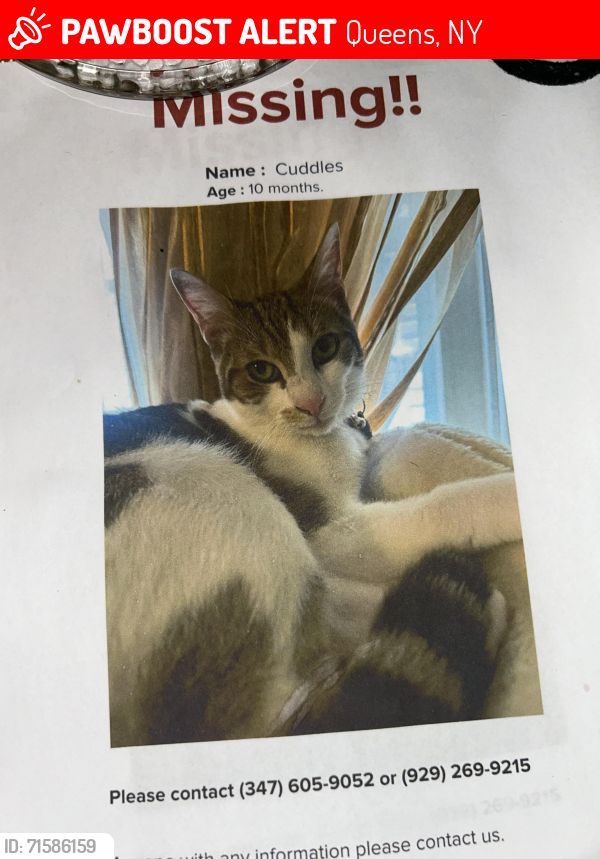 Queens, NY Lost Male Cat, Cuddles Is Missing | PawBoost