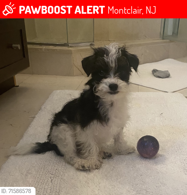 Montclair, NJ Lost Male Dog, Tripp Is Missing | PawBoost