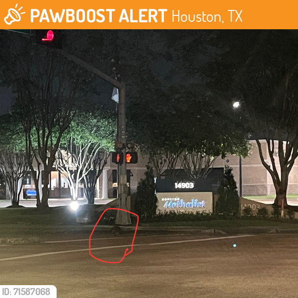 Rehomed Cat in Houston, TX 77062 (ID: 71587068) | PawBoost