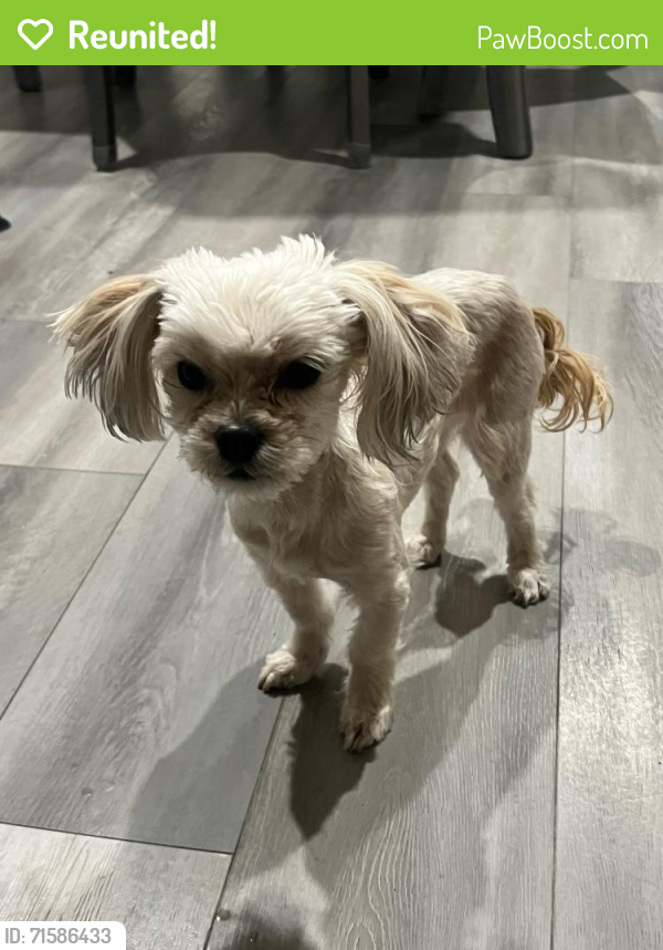 Reunited Female Dog in Las Vegas, NV 89128 (ID: 71586433) | PawBoost