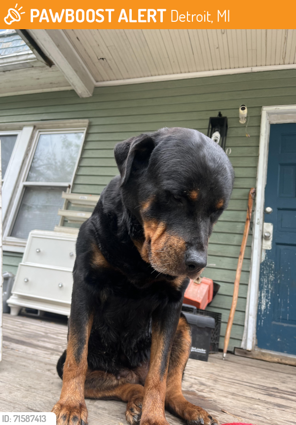 Detroit, MI Stray Dog Found Near Hubbell st schoolcraft | PawBoost