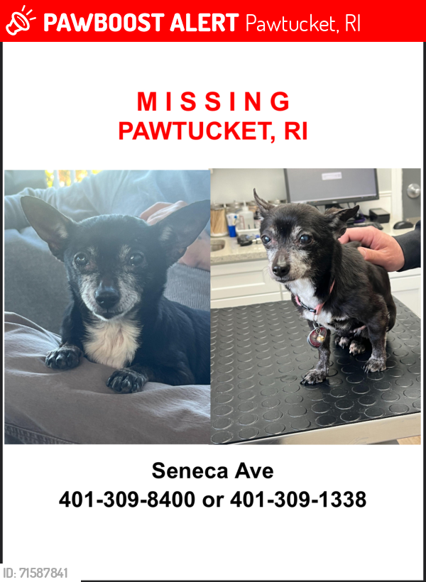 Pawtucket, RI Lost Female Dog, Bella Is Missing | PawBoost