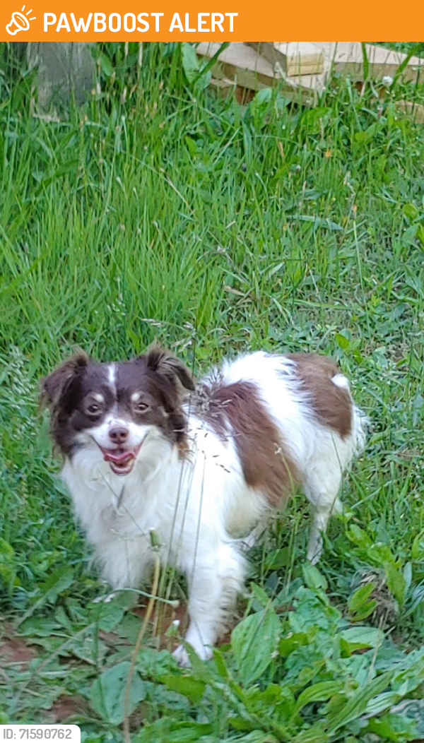 Jeter Mountain Rd, NC Stray Female Dog Found Near Kira Ln | PawBoost