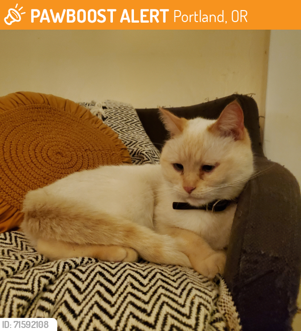 Rehomed Female Cat in Portland, OR 97227 (ID: 71592108) | PawBoost