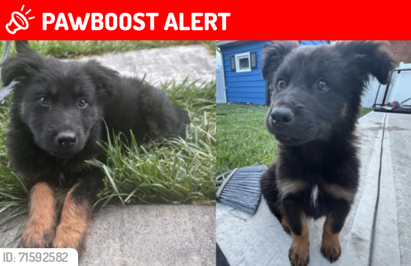 Hamilton Township, NJ Lost Male Dog, Mochi Is Missing | PawBoost
