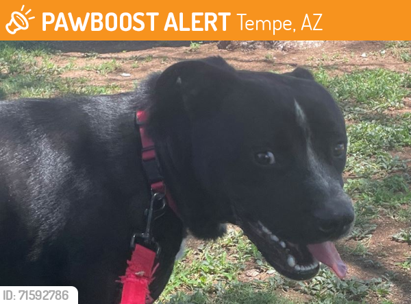 Tempe, AZ Stray Male Dog Found Near Near W University Dr Tempe, AZ ...