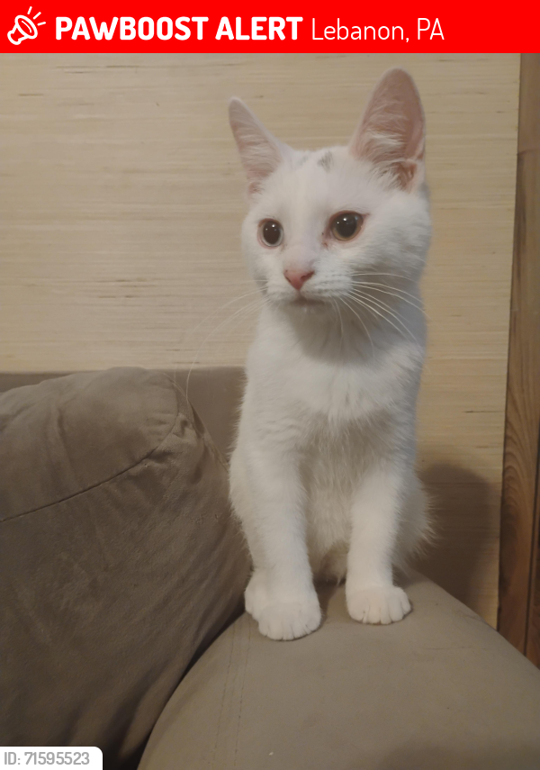 Lebanon, PA Lost Male Cat, Cream Is Missing | PawBoost