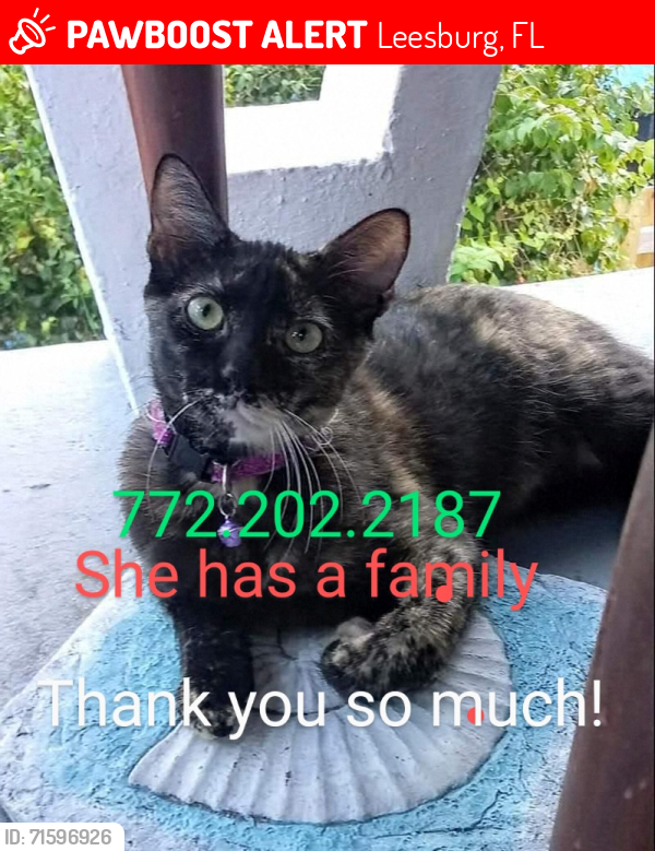 Leesburg, FL Lost Female Cat, Kiki Is Missing | PawBoost