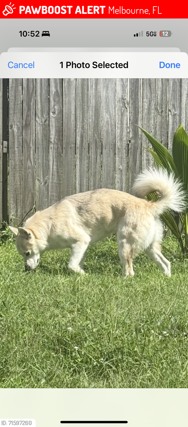 Melbourne, FL Lost Female Dog, Cora Is Missing | PawBoost