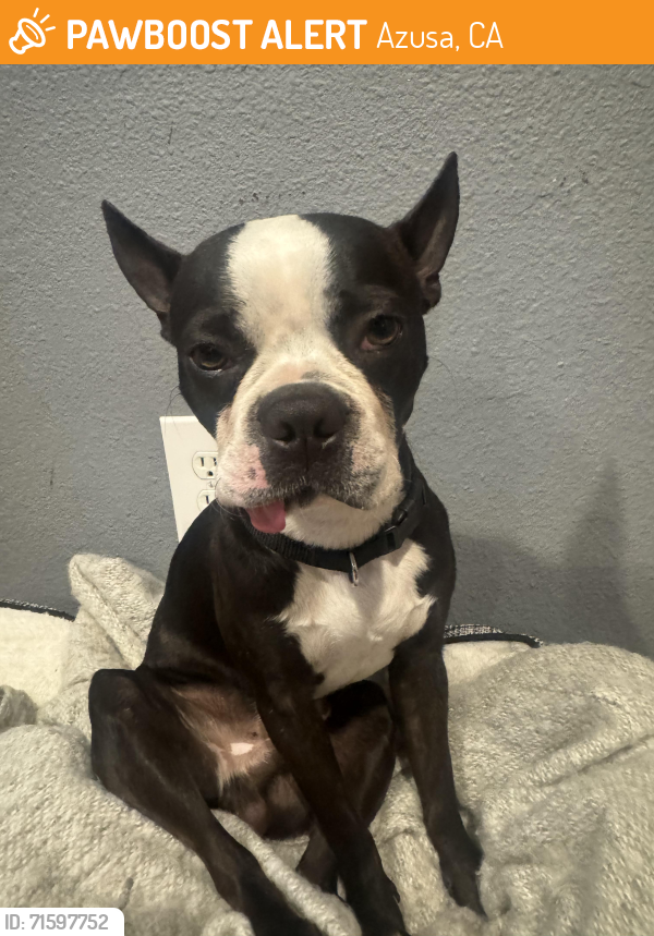Azusa, CA Stray Male Dog Found Near Gladstone and citrus | PawBoost