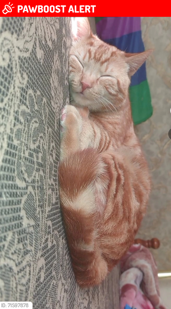 West Midlands, England Lost Male Cat, Biscoff Is Missing | PawBoost