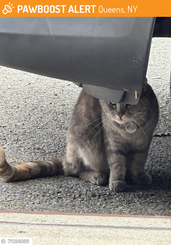Queens, NY Stray Cat Found Near 12th street and 43rd by Sofun noodle ...