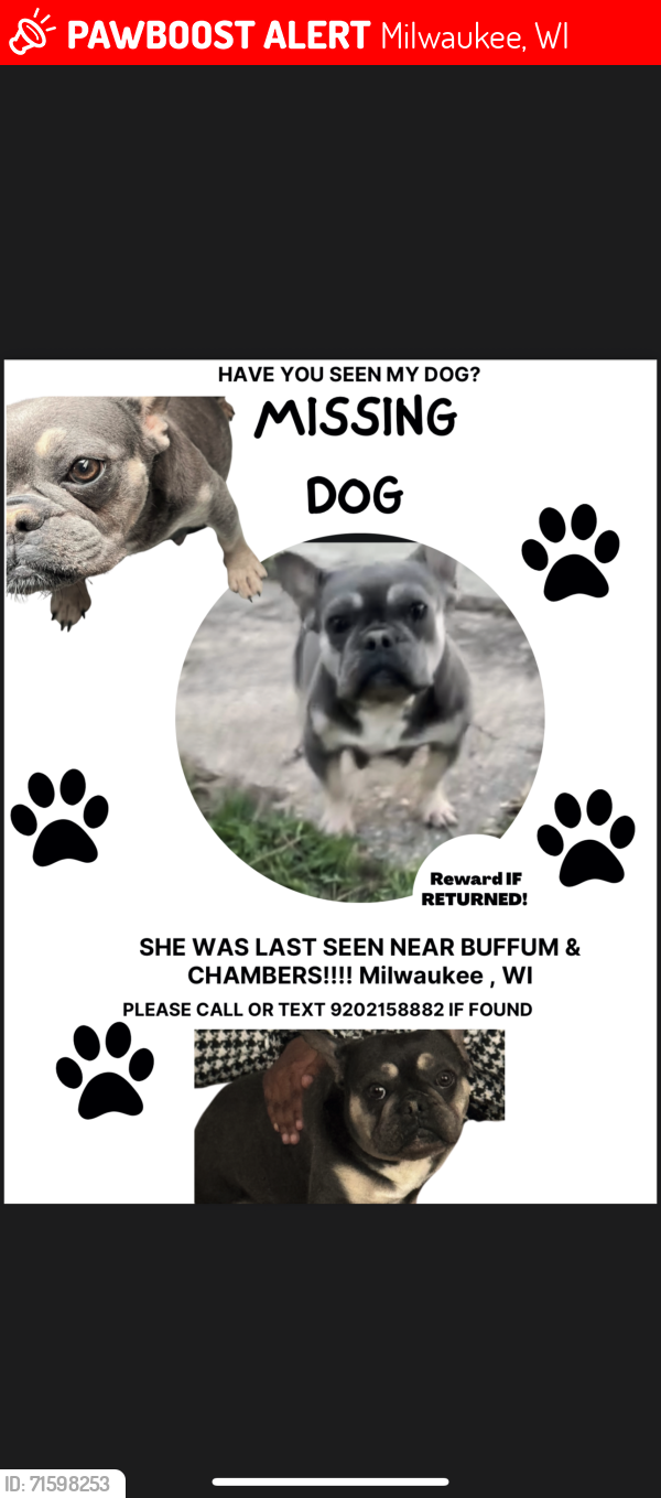Milwaukee, WI Lost Male Dog, London Is Missing | PawBoost