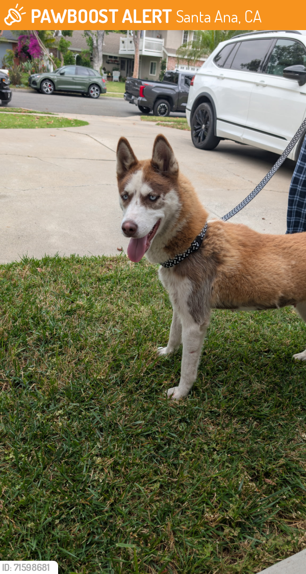 Santa Ana, CA Stray Female Dog Found Near Near Carl Thornton park | PawBoost
