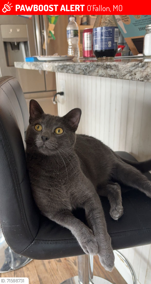 O'Fallon, MO Lost Male Cat, Smokey Is Missing | PawBoost