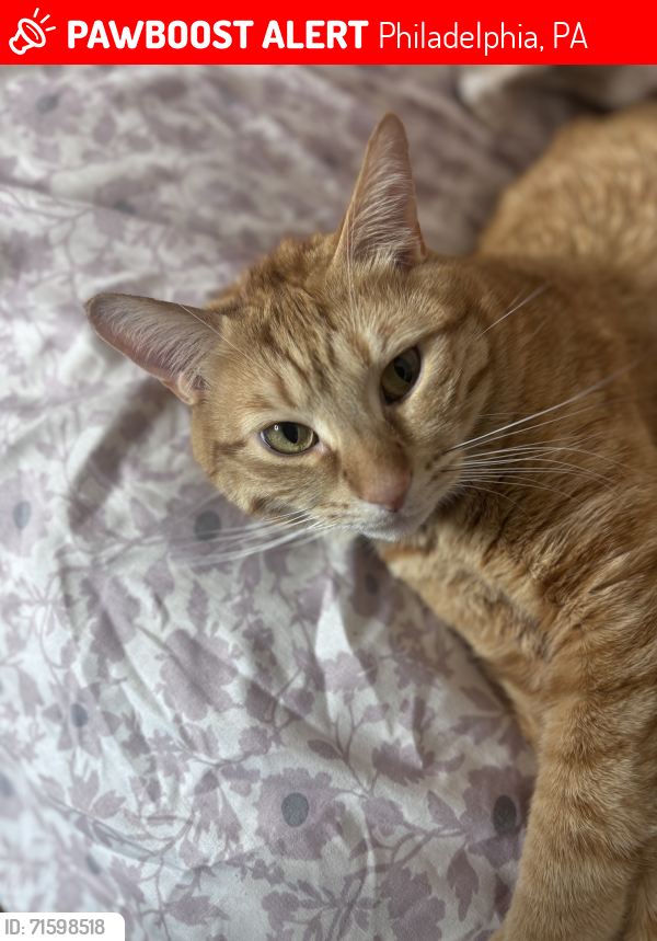 Philadelphia, PA Lost Male Cat, Winston Is Missing | PawBoost