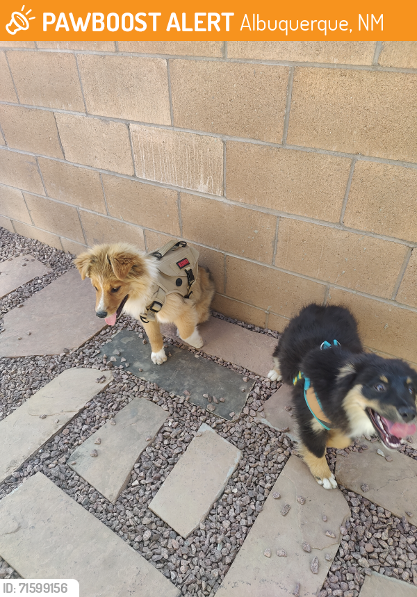 Albuquerque, NM Stray Male Dog Found Near Ventose Road | PawBoost