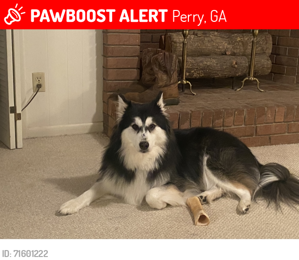 Perry, GA Lost Male Dog, Timber/Cartman Is Missing | PawBoost