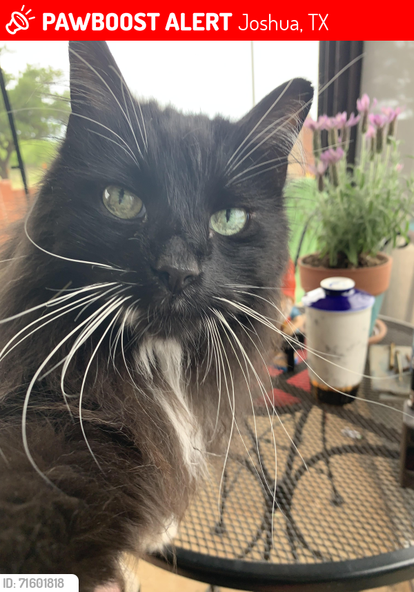 Joshua, TX Lost Male Cat, Jackson Is Missing | PawBoost