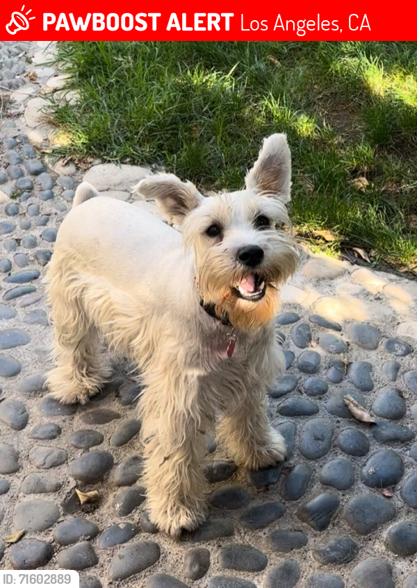 Los Angeles, CA Lost Female Dog, Gidget Is Missing | PawBoost