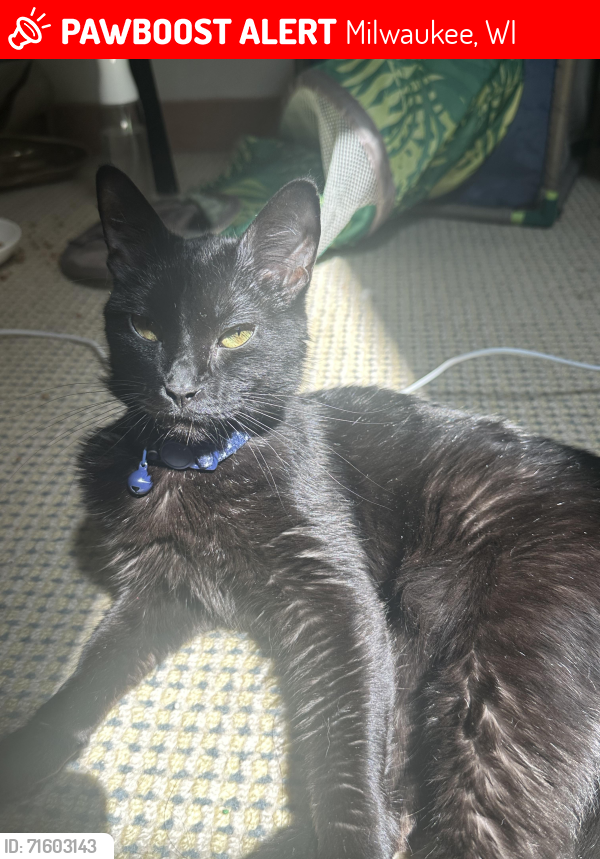 Milwaukee, WI Lost Female Cat, Michi Is Missing | PawBoost