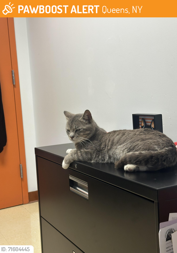 Queens, NY Stray Male Cat Found Near 95th street and 89th avenue | PawBoost