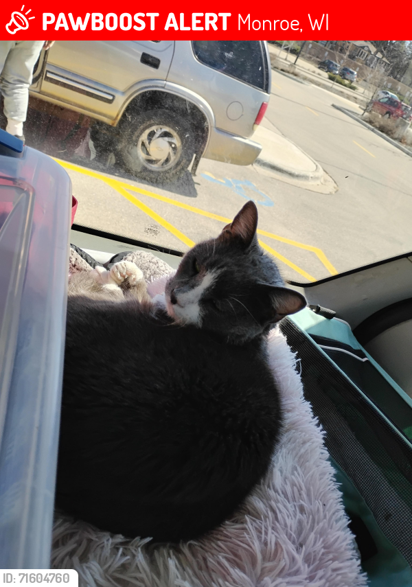 Monroe, WI Lost Male Cat, Mittens Is Missing | PawBoost