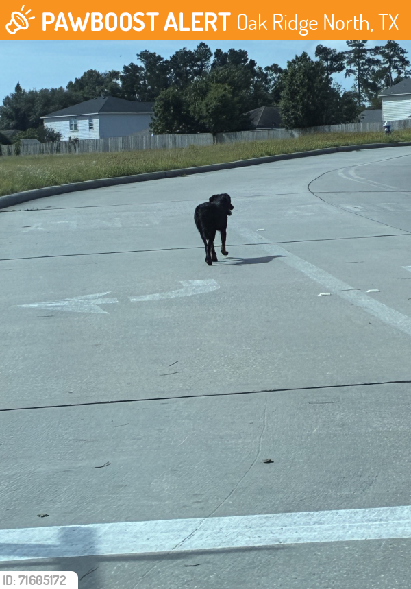 Oak Ridge North, TX Stray Dog Found Near Imperial prominade | PawBoost